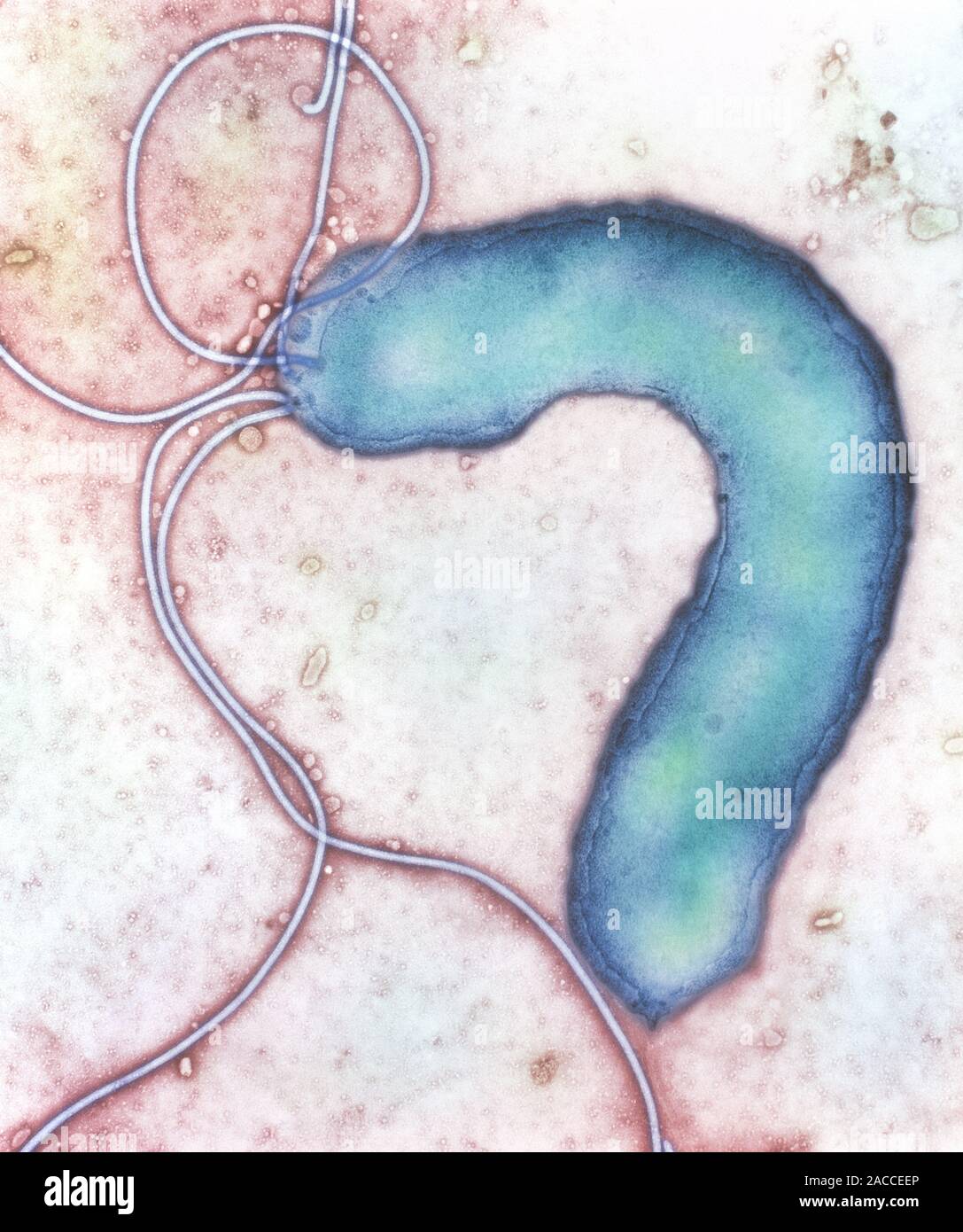 Helicobacter pylori bacterium. Coloured trans- mission electron micrograph (TEM) of a single ...