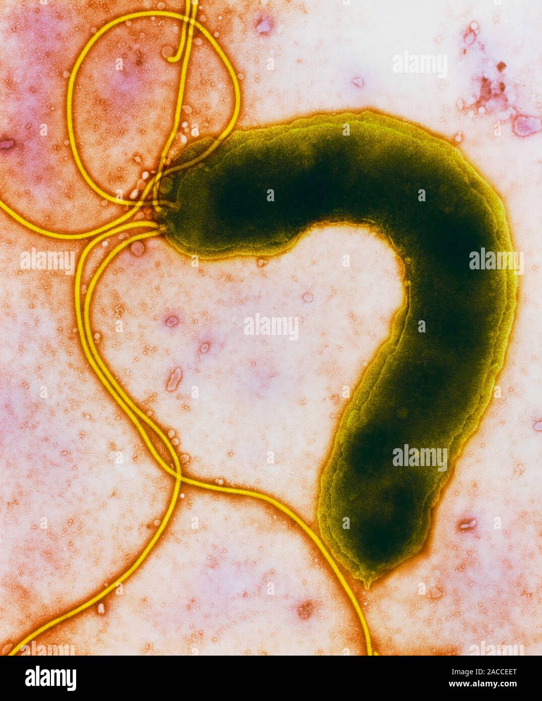 Helicobacter pylori bacterium. Coloured trans- mission electron micrograph (TEM) of a single ...