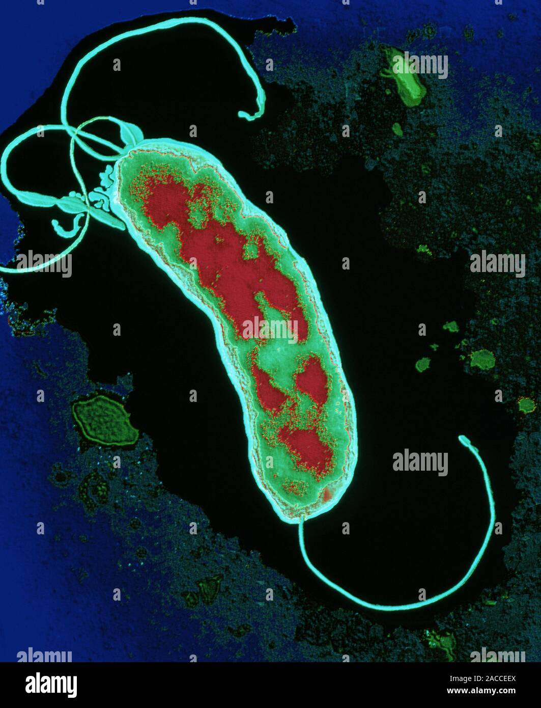 Helicobacter pylori bacterium. Coloured trans- mission electron ...