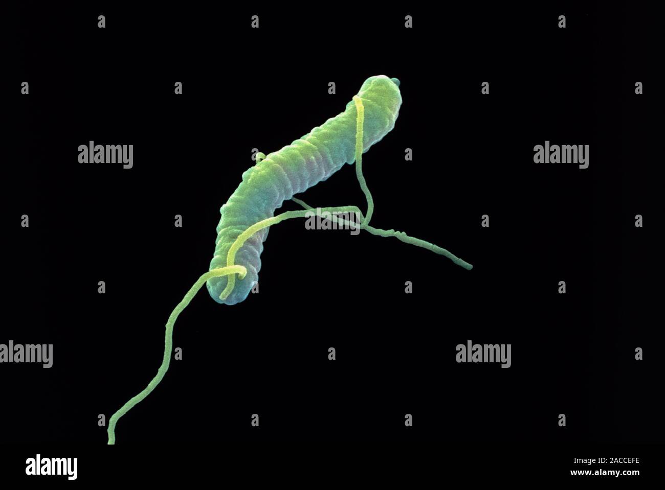 Helicobacter pylori bacterium. Coloured scanning electron micrograph ...