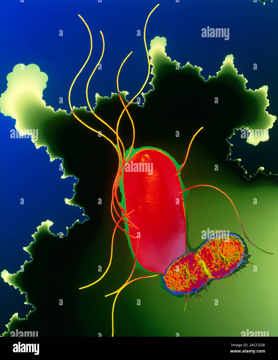 Proteus bacteria. Coloured transmission electron micrograph (TEM) of a ...
