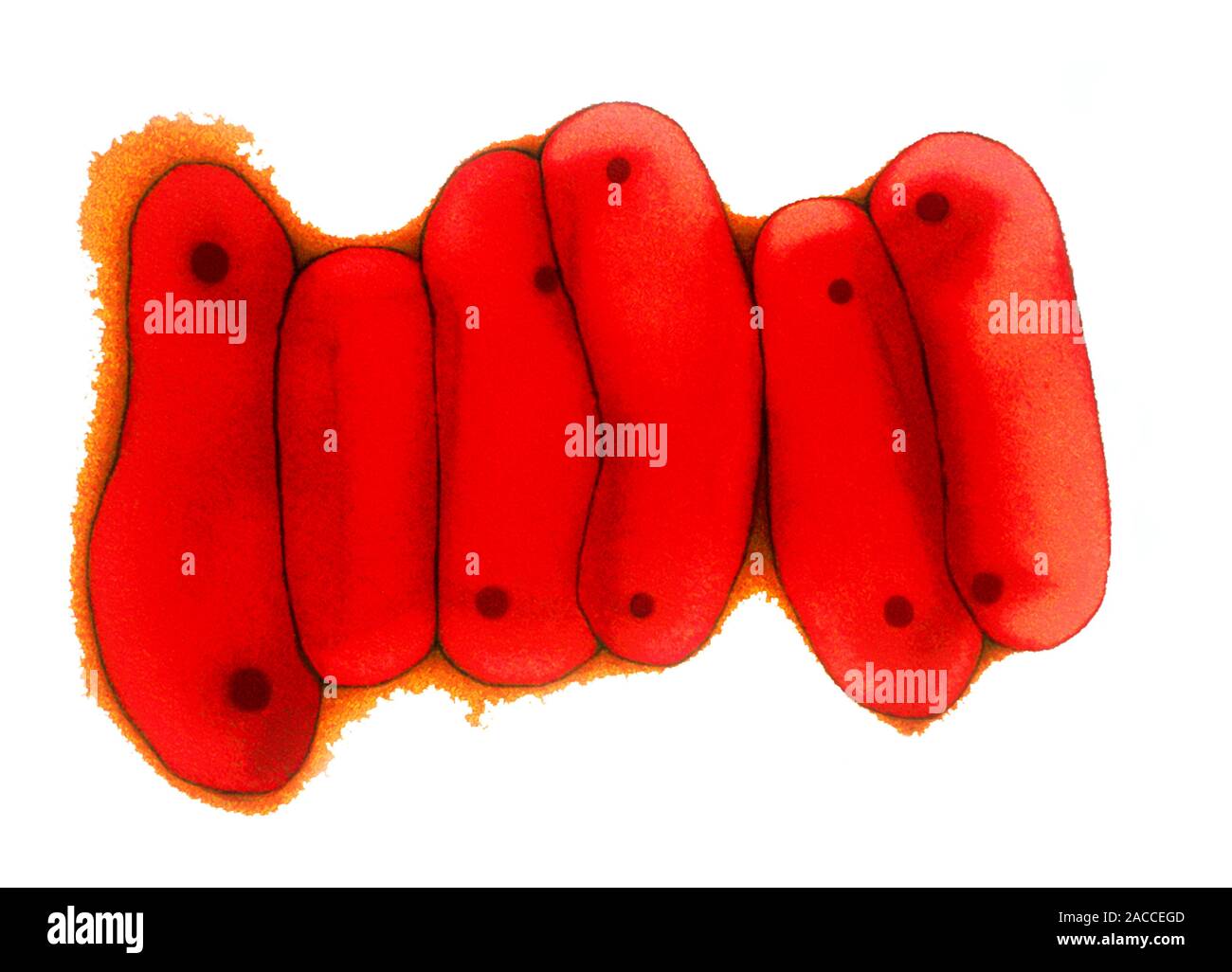 Tuberculosis bacteria. Coloured transmission electron micrograph (TEM ...