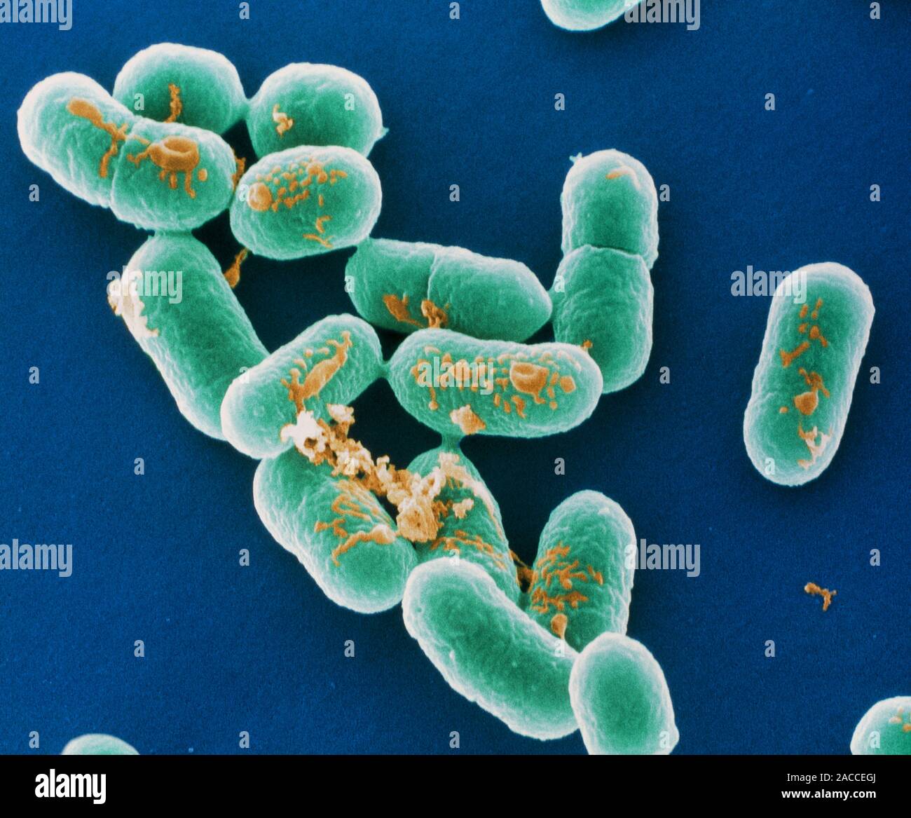 Listeria Gram Listeria: Surviving Bacteria