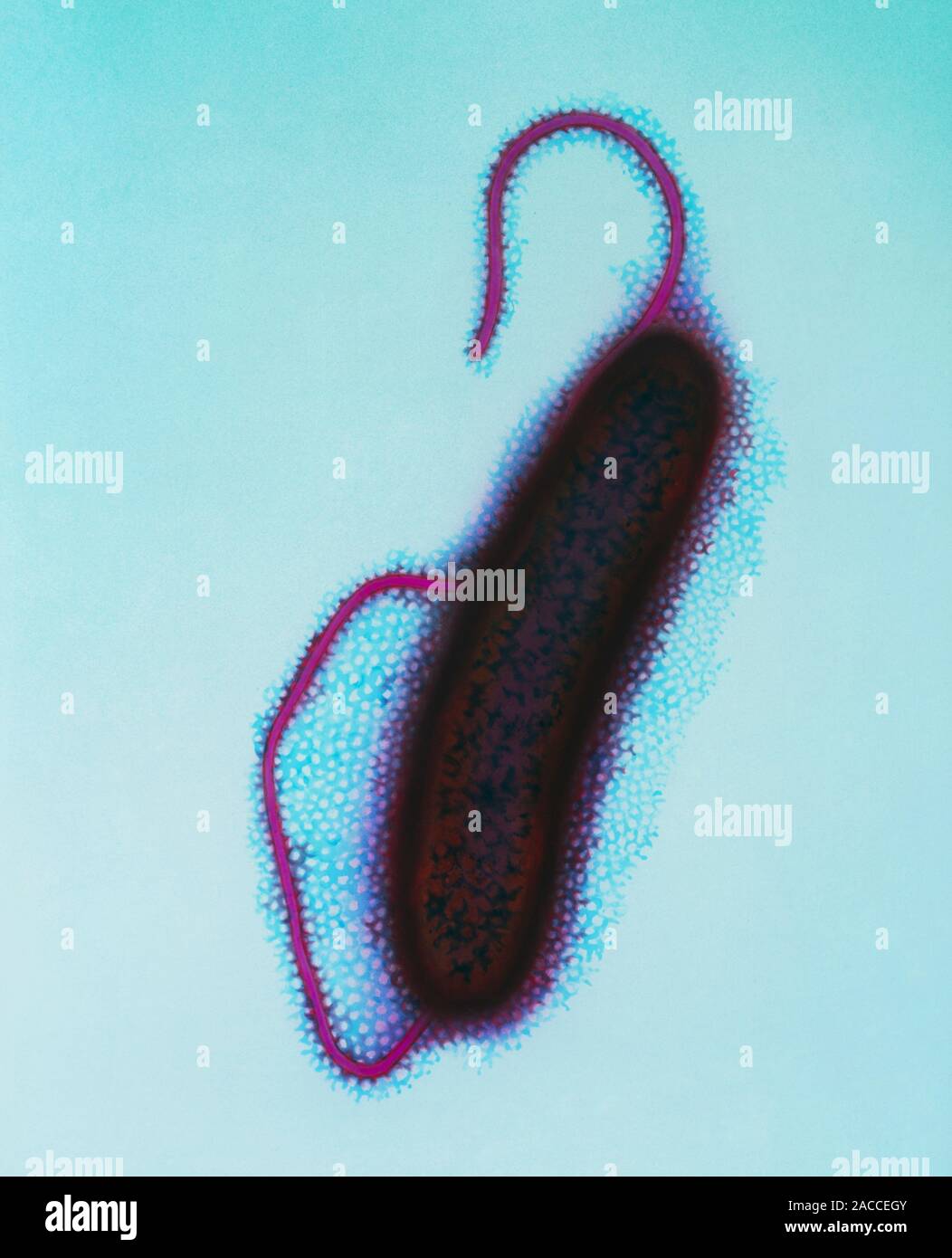 Vibrio cholerae bacterium. Coloured transmission electron micrograph ...