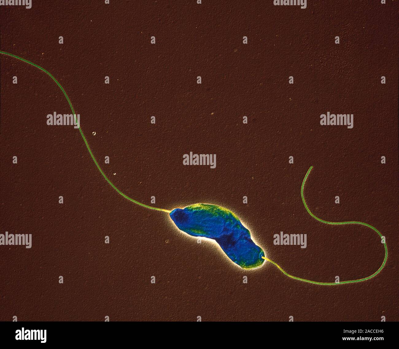 Campylobacter jejuni bacterium. Coloured trans- mission electron ...