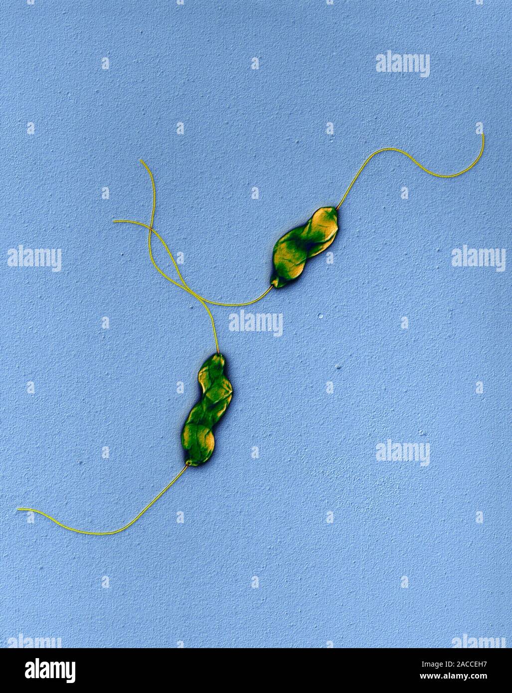 Campylobacter jejuni bacteria. Coloured trans- mission electron ...