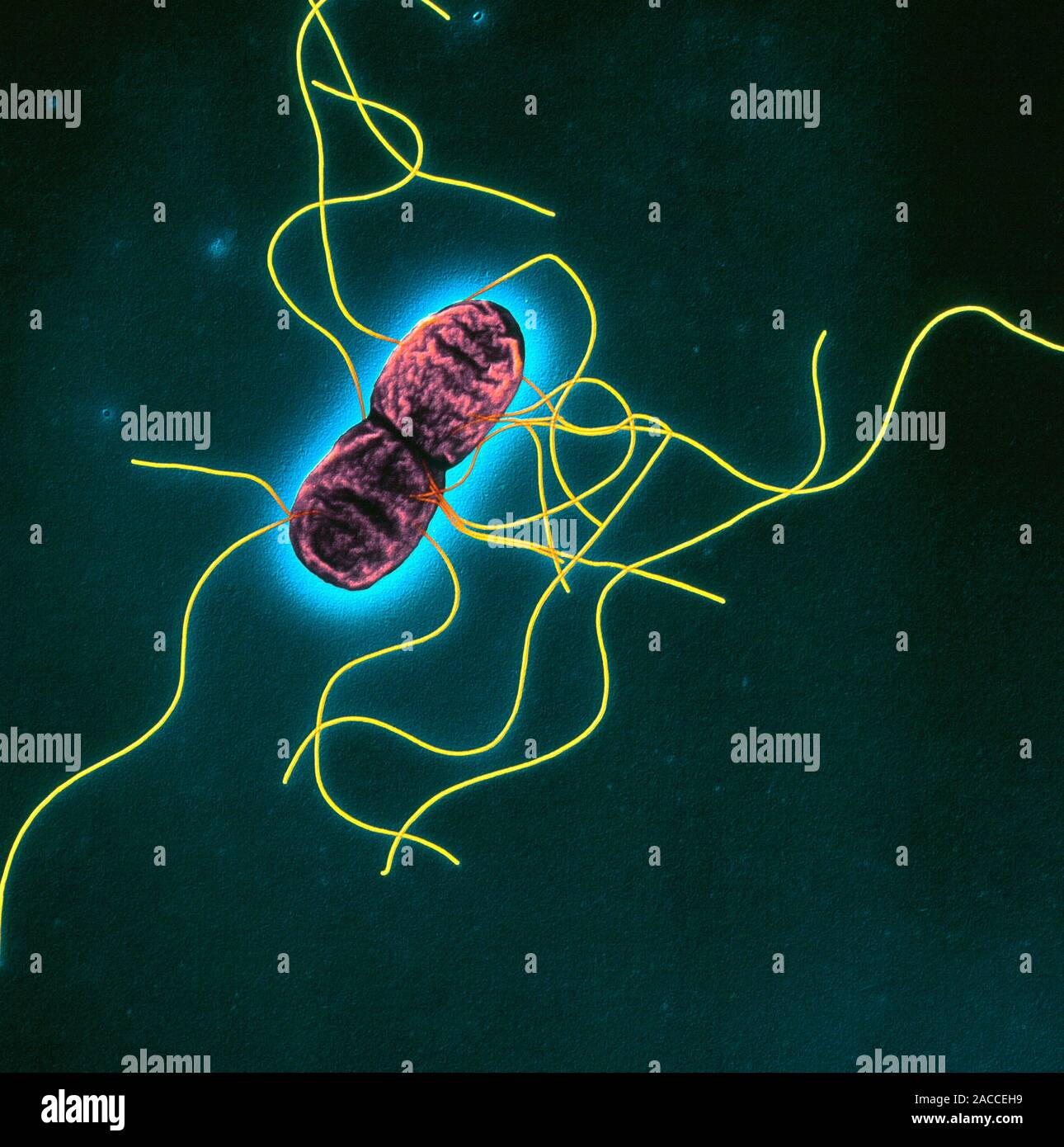 Salmonella typhimurium. Coloured scanning electron micrograph (SEM) of ...