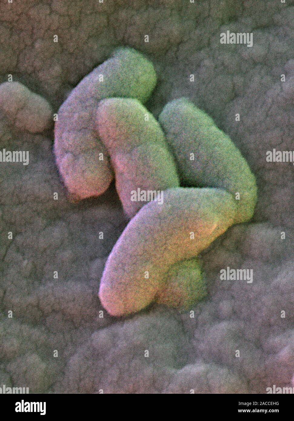 Campylobacter jejuni bacteria. Coloured scanning electron micrograph ...