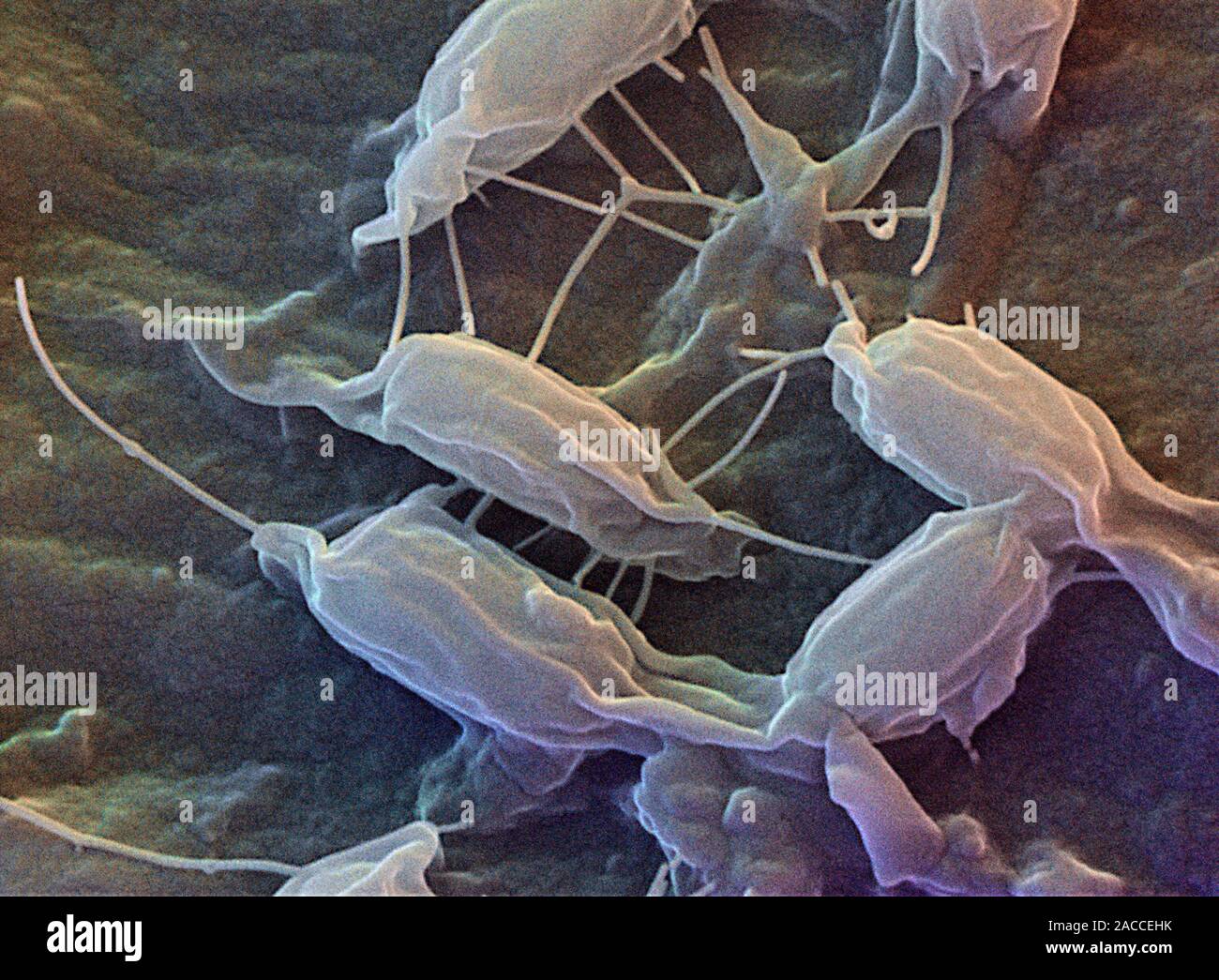 Bacillus bacteria. Coloured scanning electron micrograph (SEM) of ...