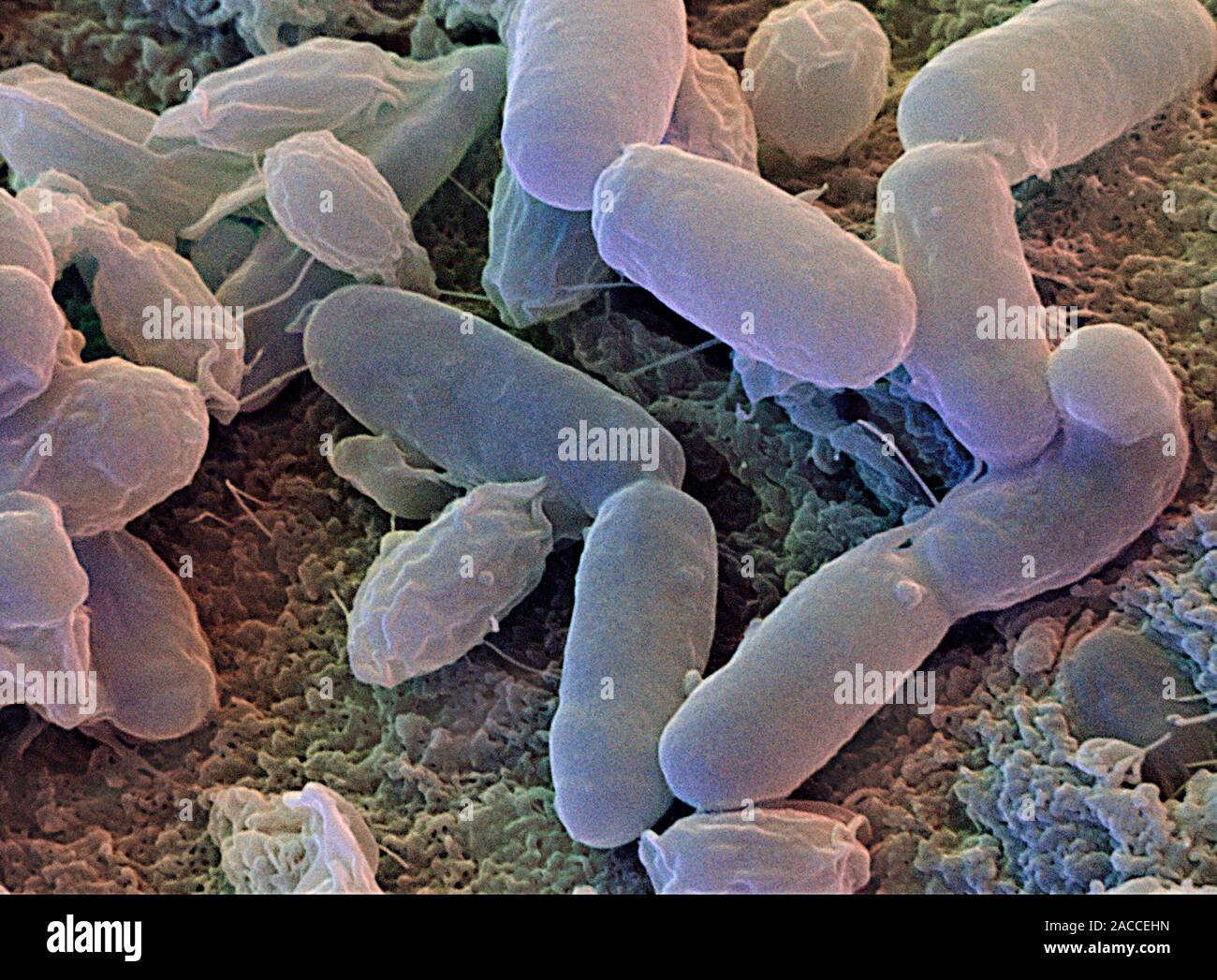 Bacillus bacteria. Coloured scanning electron micrograph (SEM) of ...