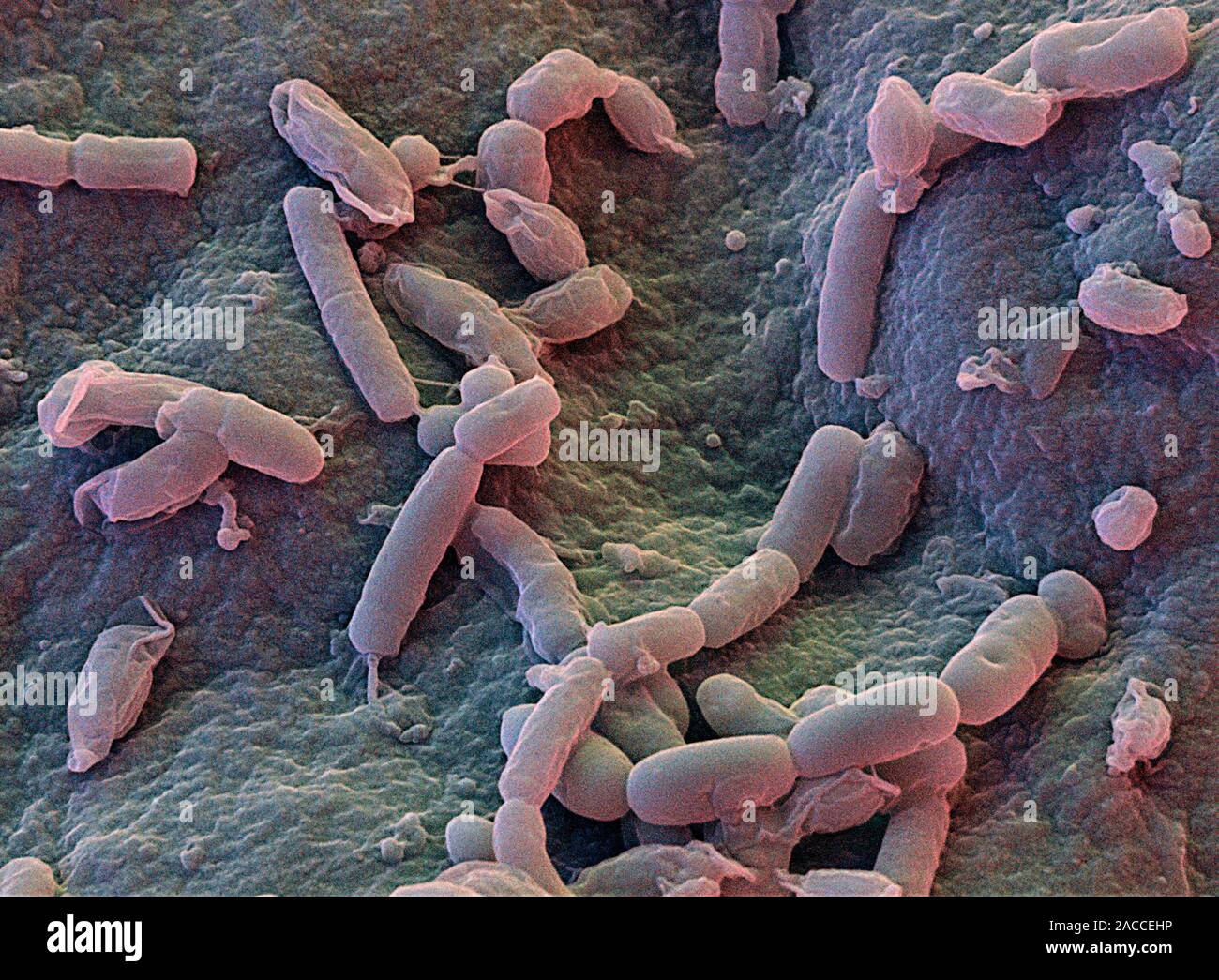 Bacillus bacteria. Coloured scanning electron micrograph (SEM) of ...