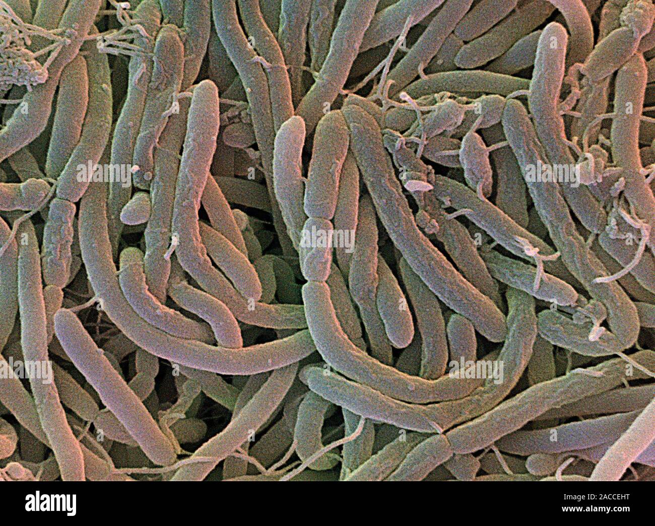 Soil bacteria. Coloured scanning electron micrograph (SEM) of Bacillus ...