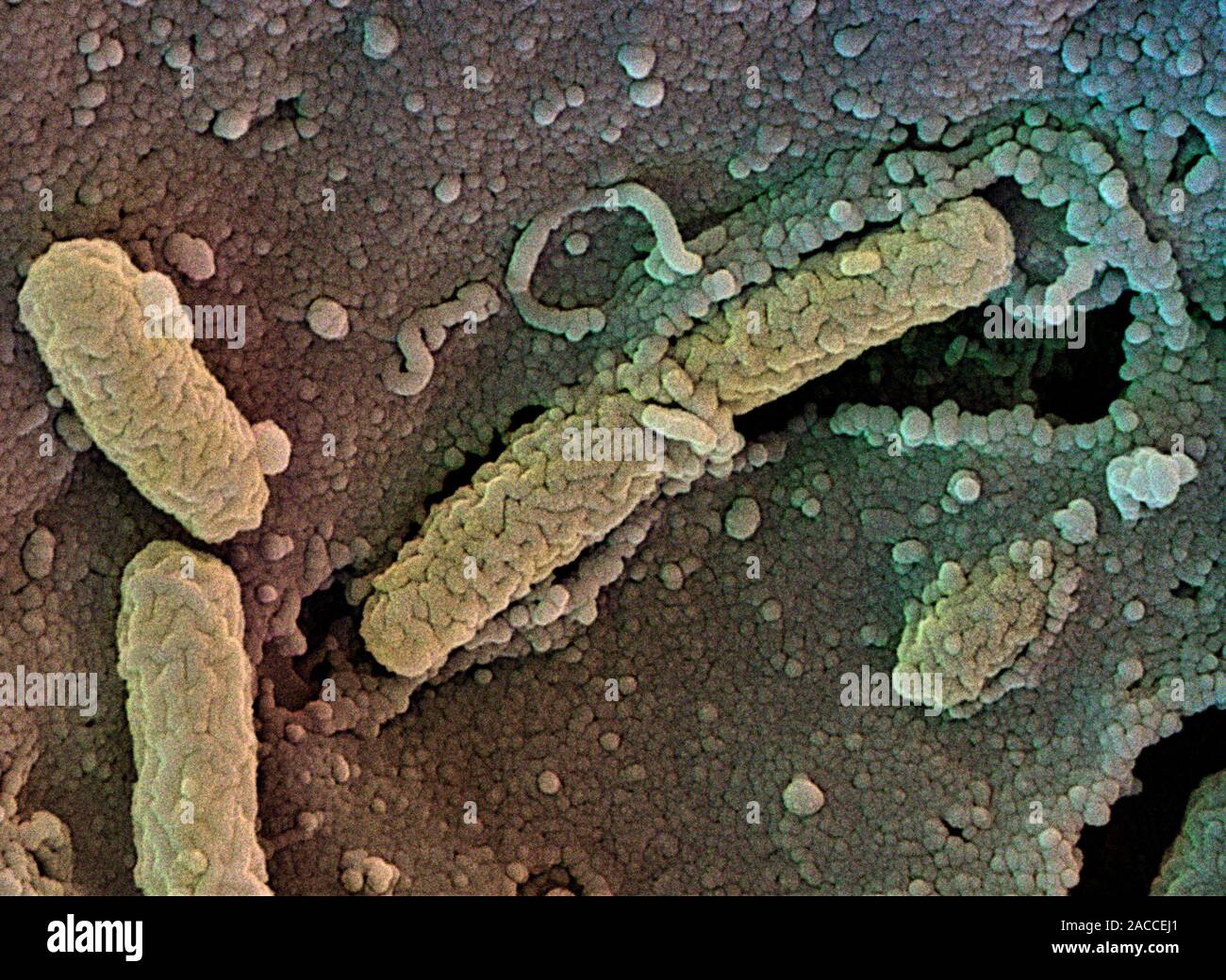 Food bacteria. Coloured scanning electron micrograph (SEM) of ...