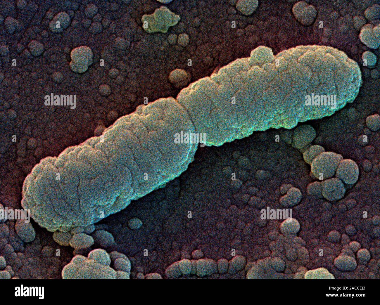 Dividing bacterium. Coloured scanning electron micrograph (SEM) of a ...