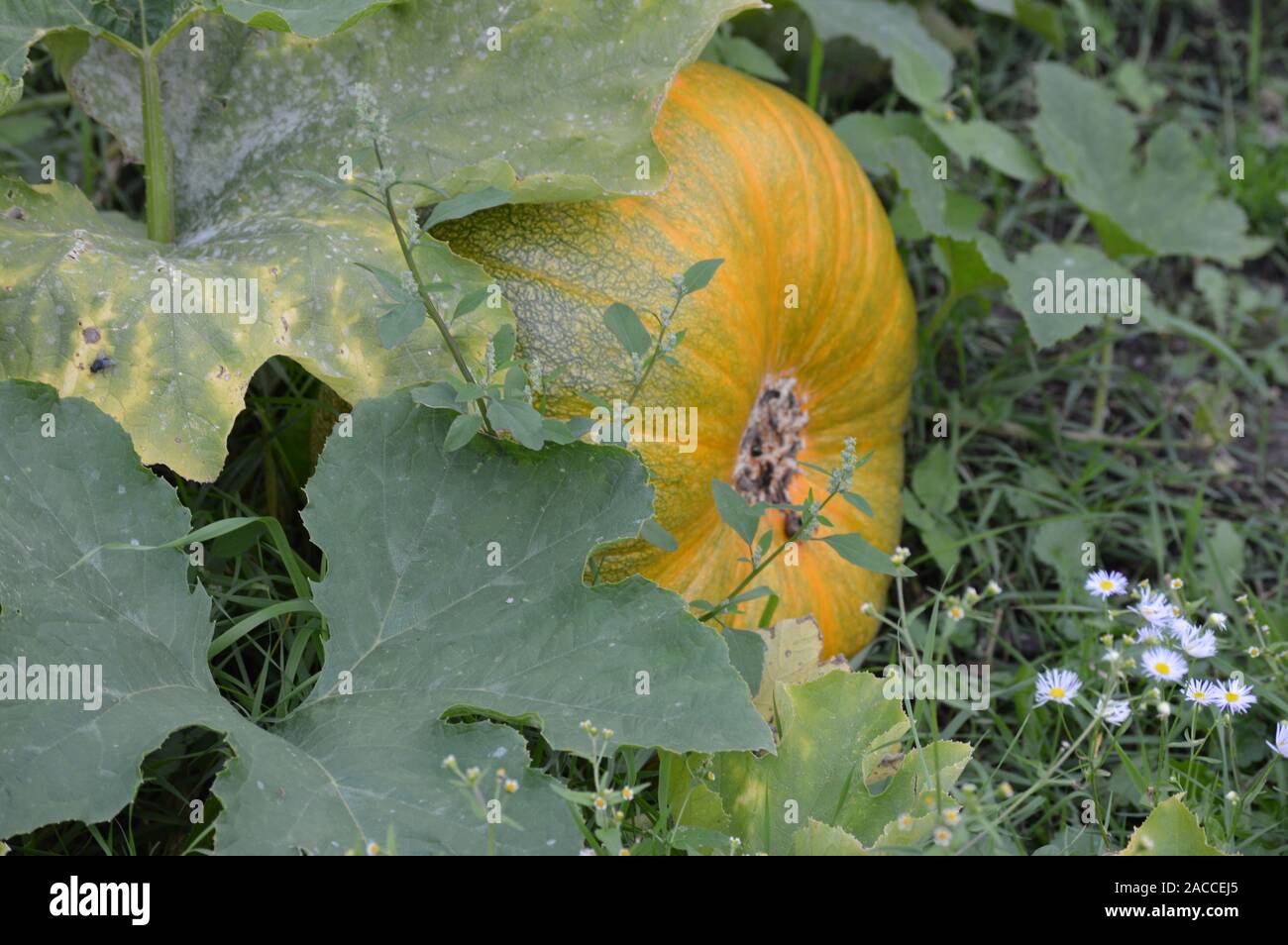 Small pumpkin growing in hi-res stock photography and images - Alamy