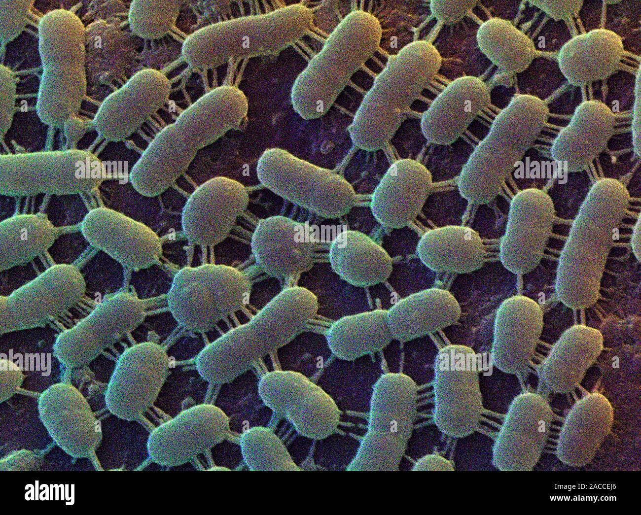 Kitchen bacteria. Coloured scanning electron micrograph (SEM) of ...