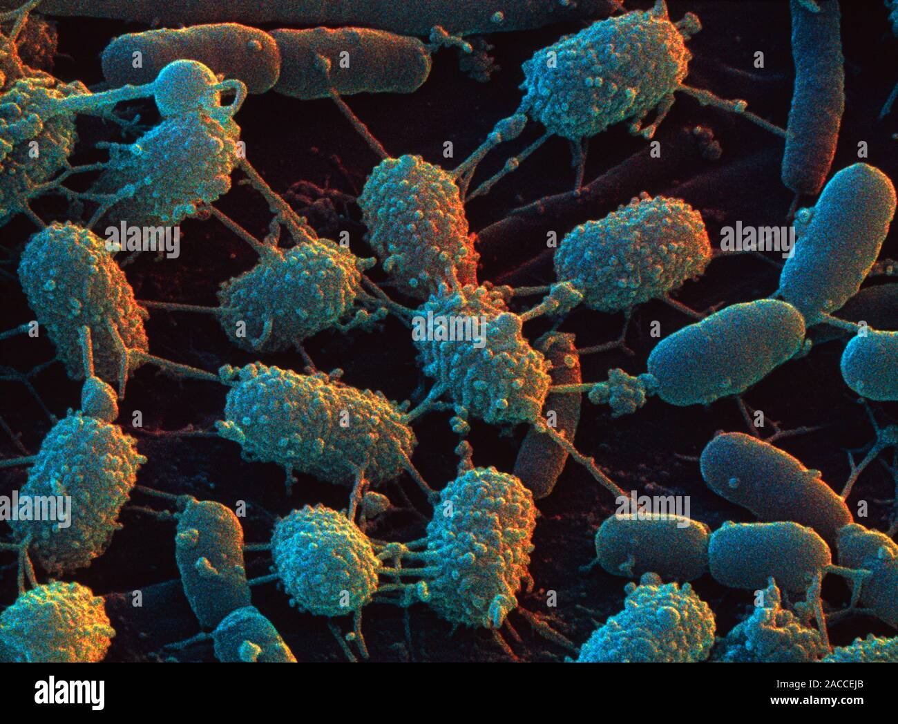 Kitchen bacteria. Coloured scanning electron micrograph (SEM) of ...