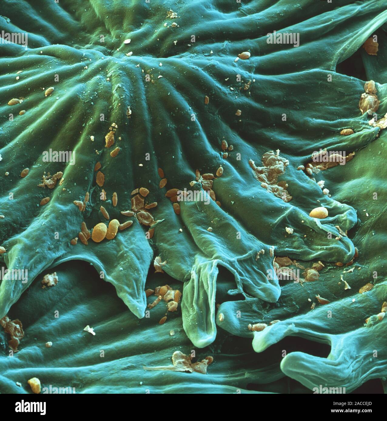 Bacteria. Coloured scanning electron micrograph (SEM) of unidentified ...