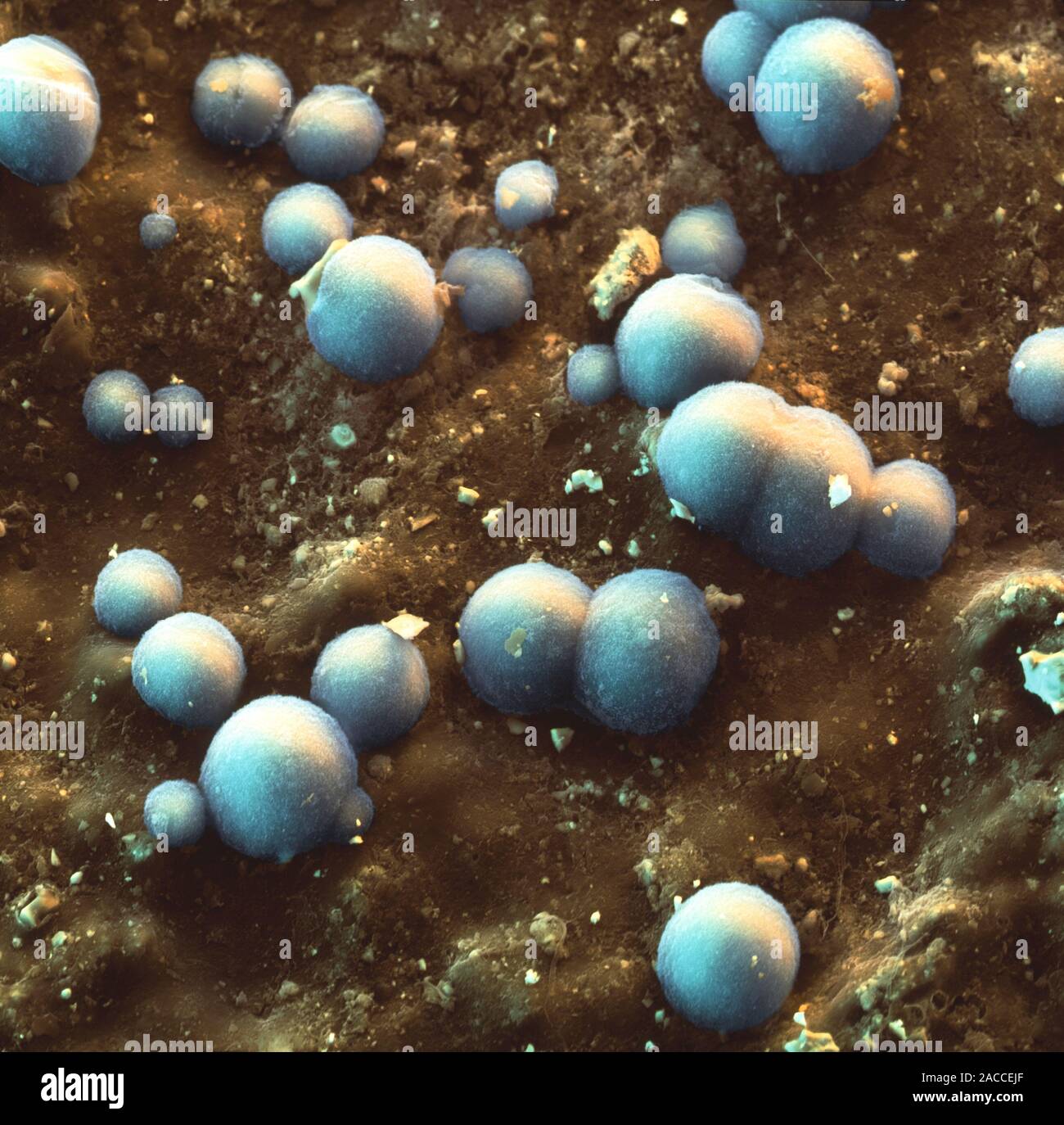 Bacteria. Coloured scanning electron micrograph (SEM) of unidentified ...