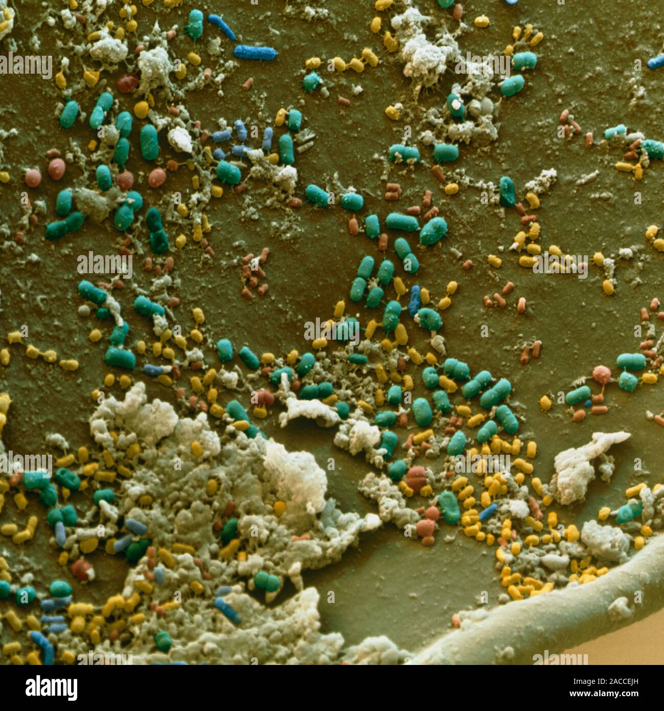 Bacteria. Coloured scanning electron micrograph (SEM) of bacteria ...