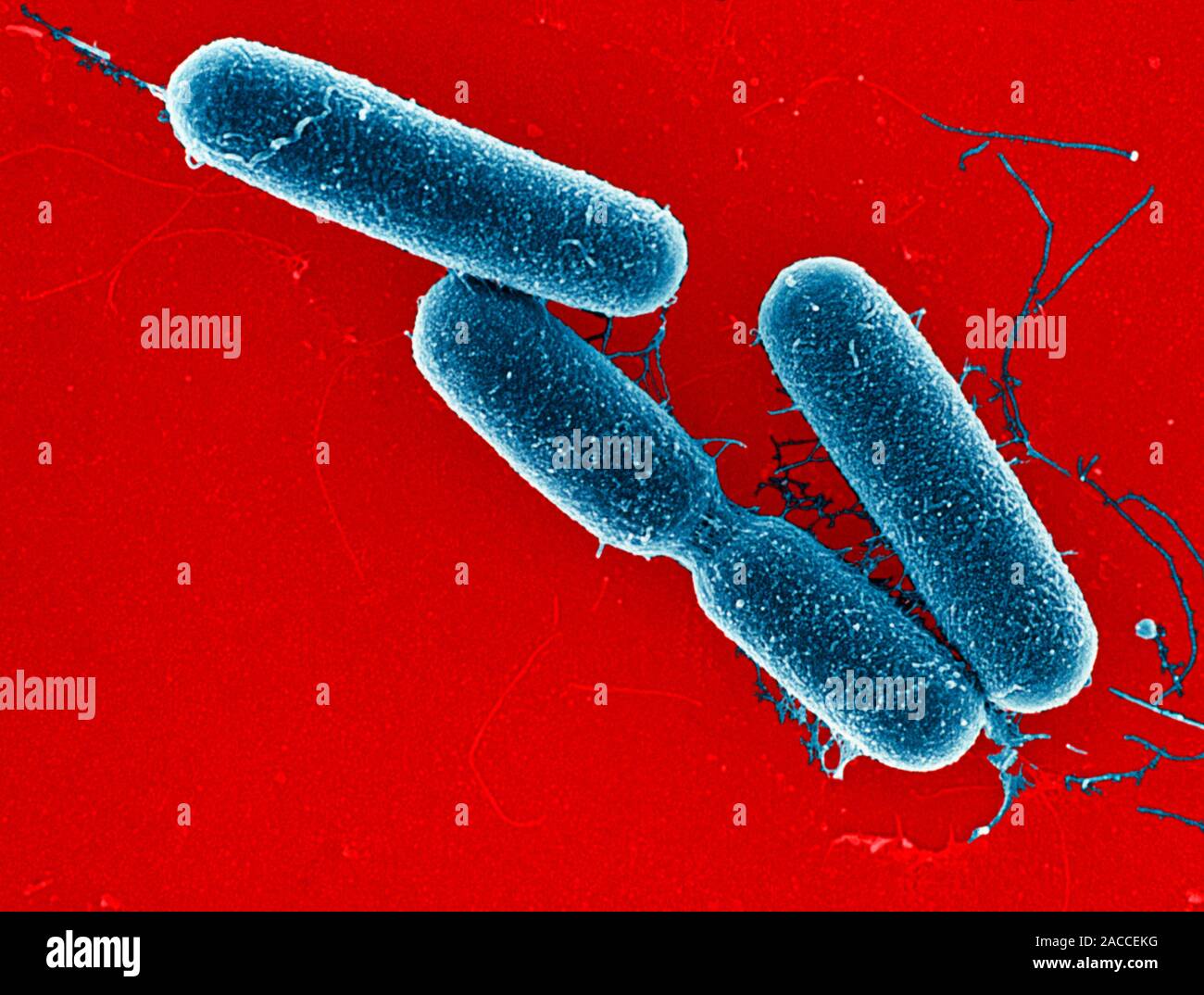 Bacillus sp. bacteria. Coloured scanning electron micrograph (SEM) of ...