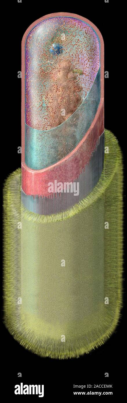 This image may not be used in educational posters Anthrax bacterium ...