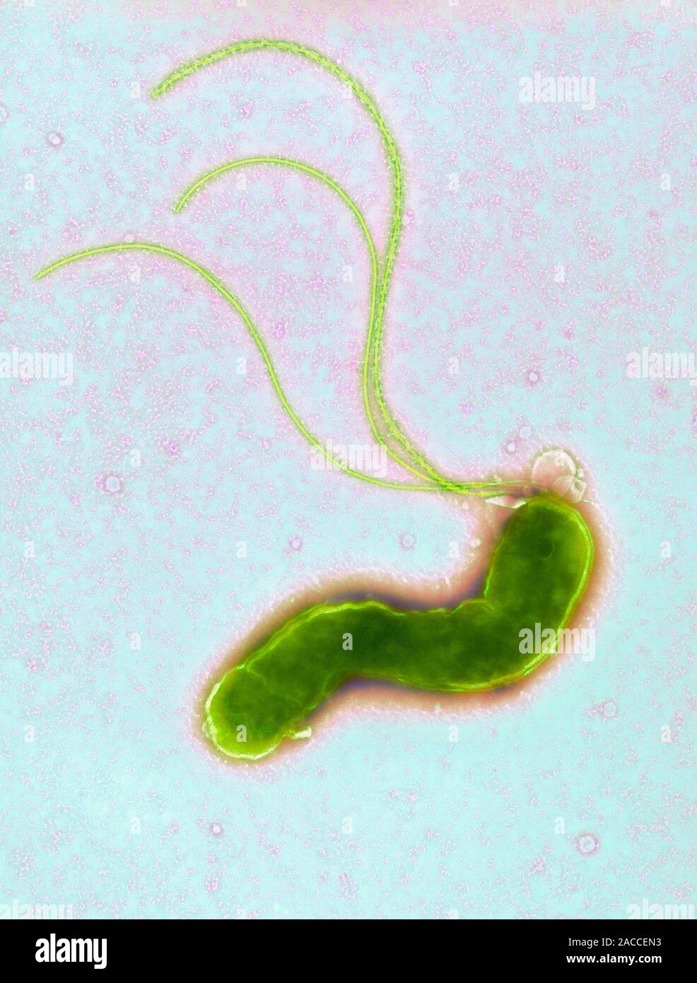Helicobacter pylori bacterium. Coloured transmission electron micrograph (TEM) of a section ...