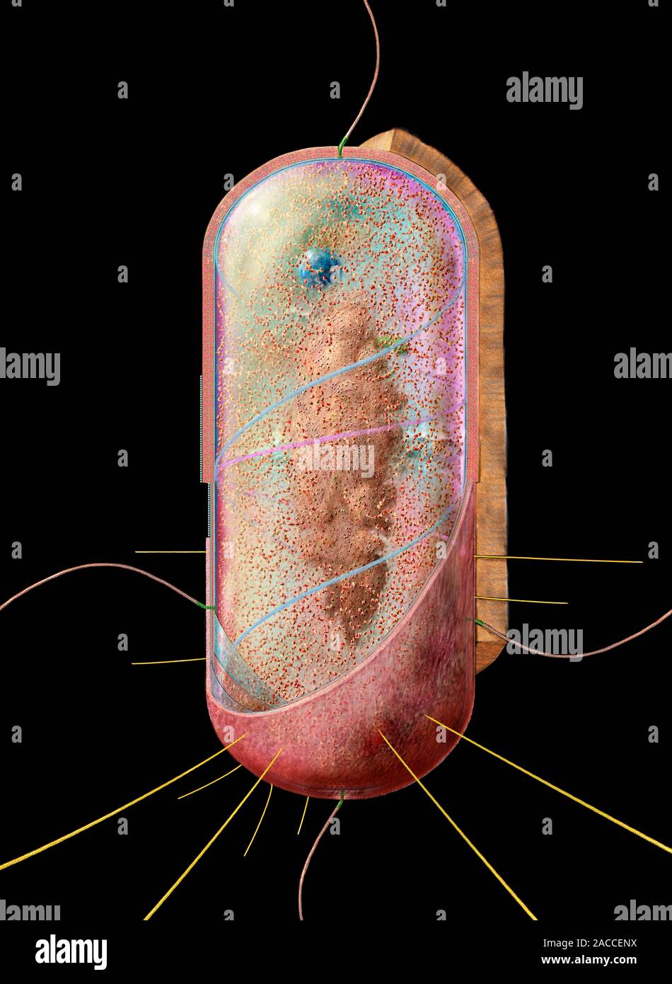This image may not be used in educational posters Bacterial cell ...