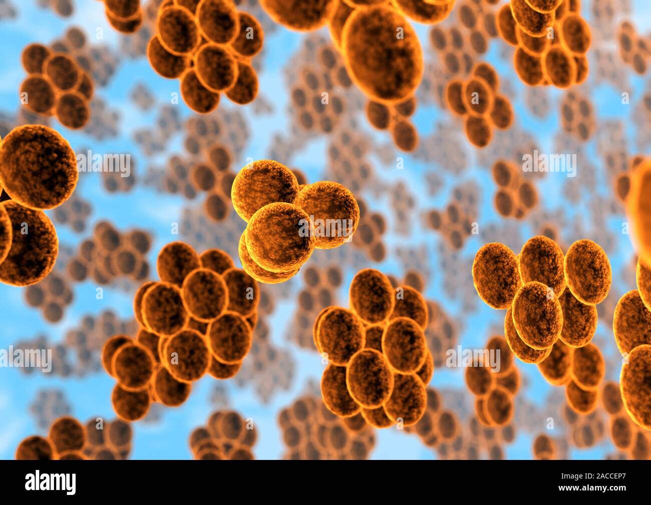 Bacteria. Computer artwork of a multitude of spherical (cocci) bacteria ...