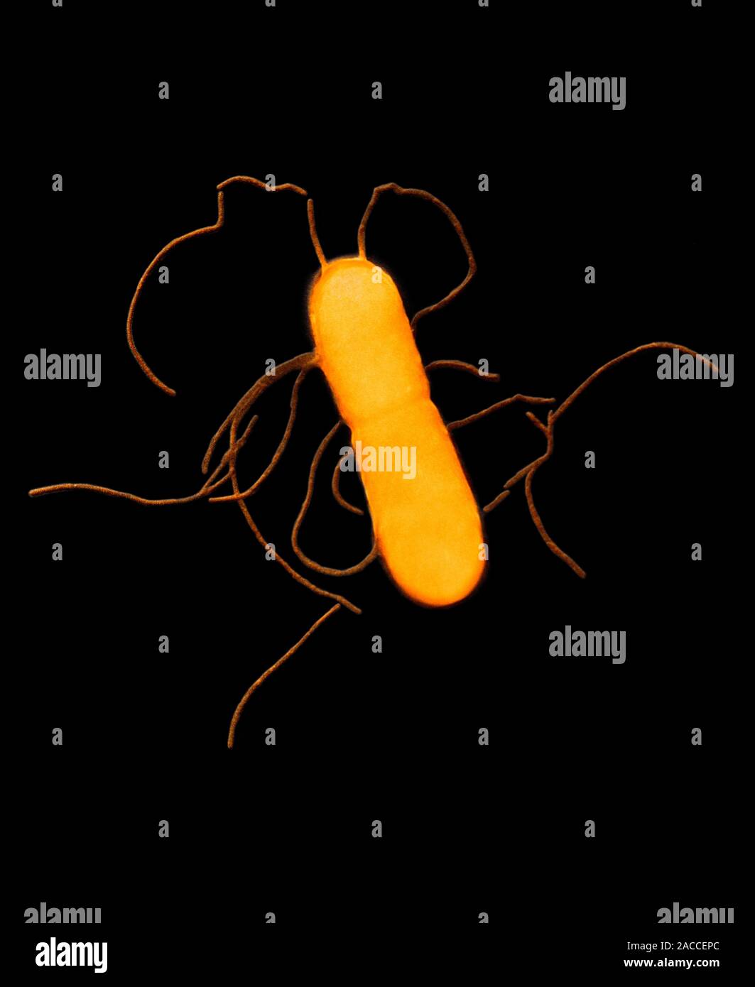 Listeria bacterium. Coloured transmission electron micrograph (TEM) of ...