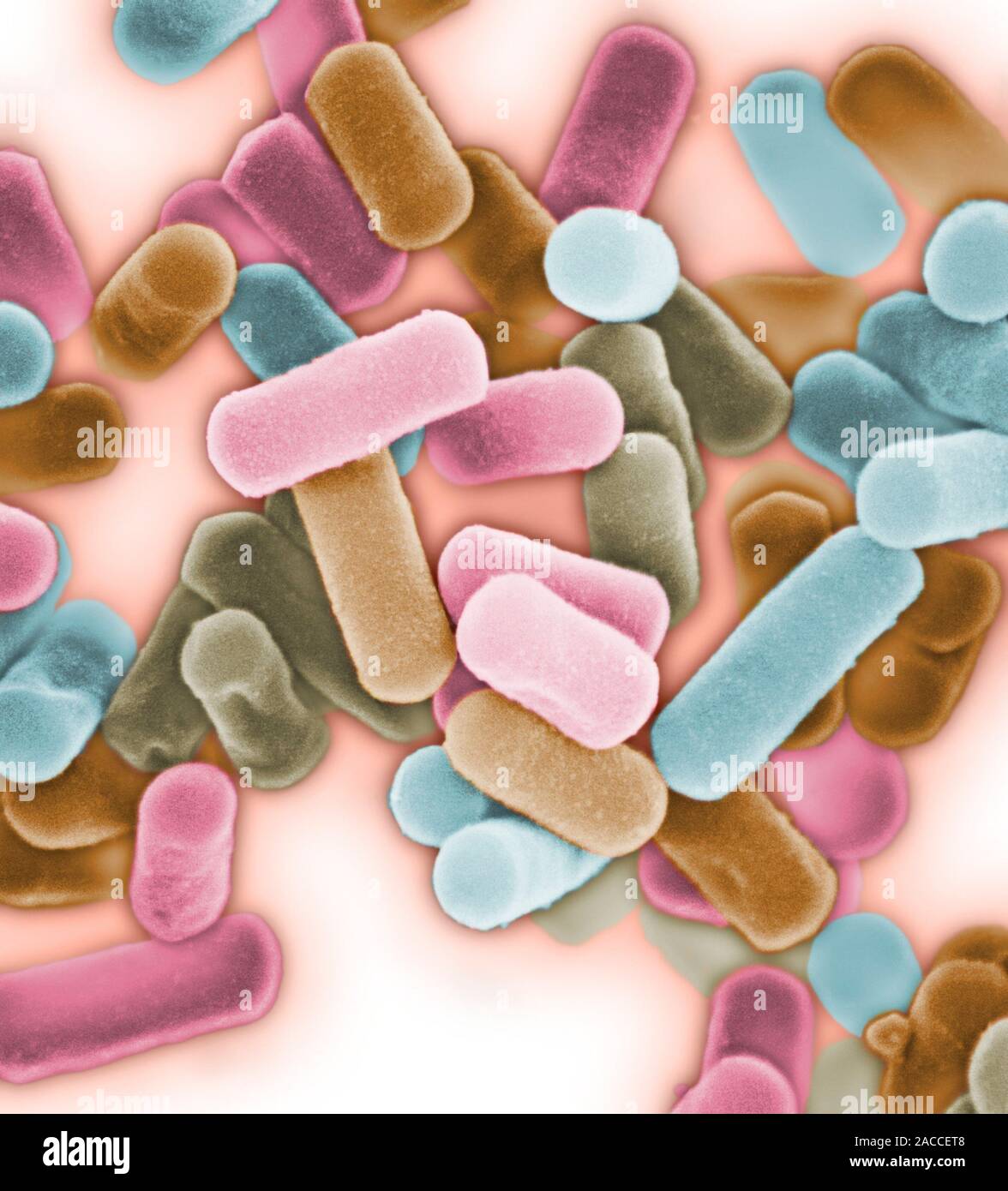 Gas gangrene bacteria (Clostridium perfringens) coloured scanning ...