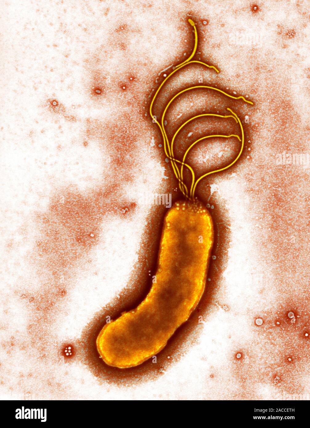 Helicobacter pylori bacterium, coloured transmission electron ...