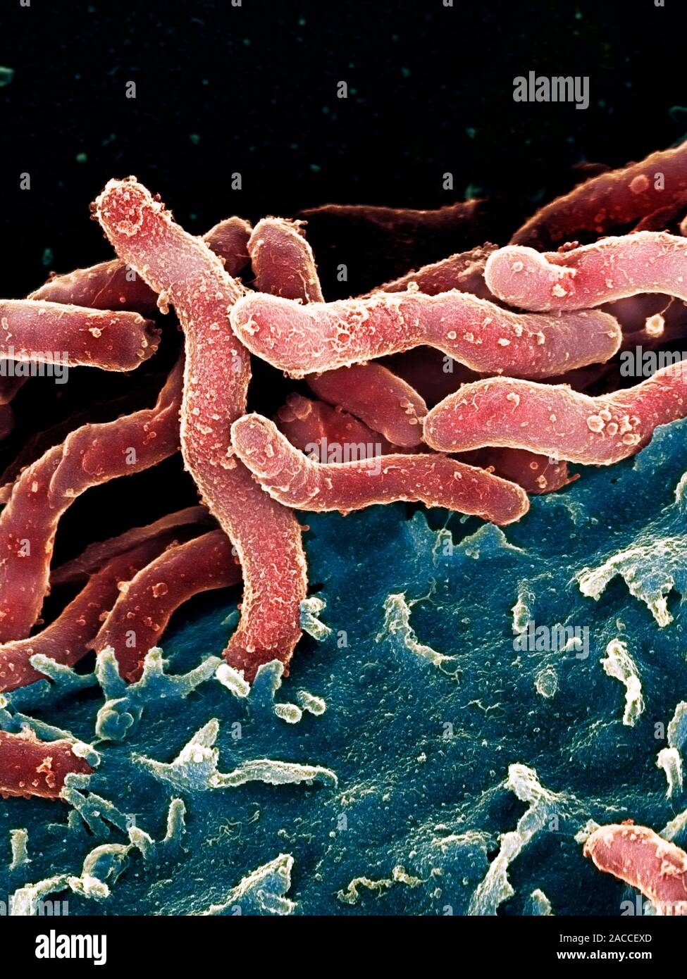 Helicobacter pylori bacteria. Coloured scanning electron micrograph ...