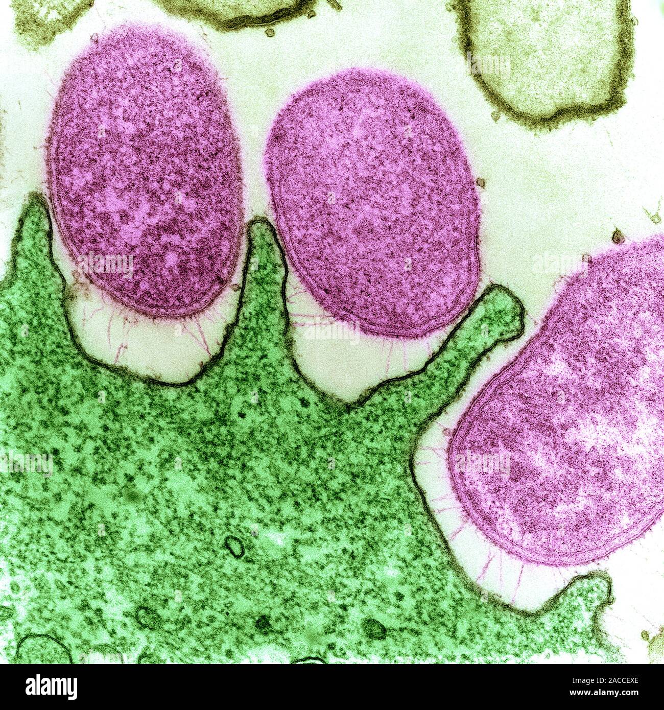 Helicobacter pylori bacteria. Coloured transmission electron micrograph (TEM) of a section of ...