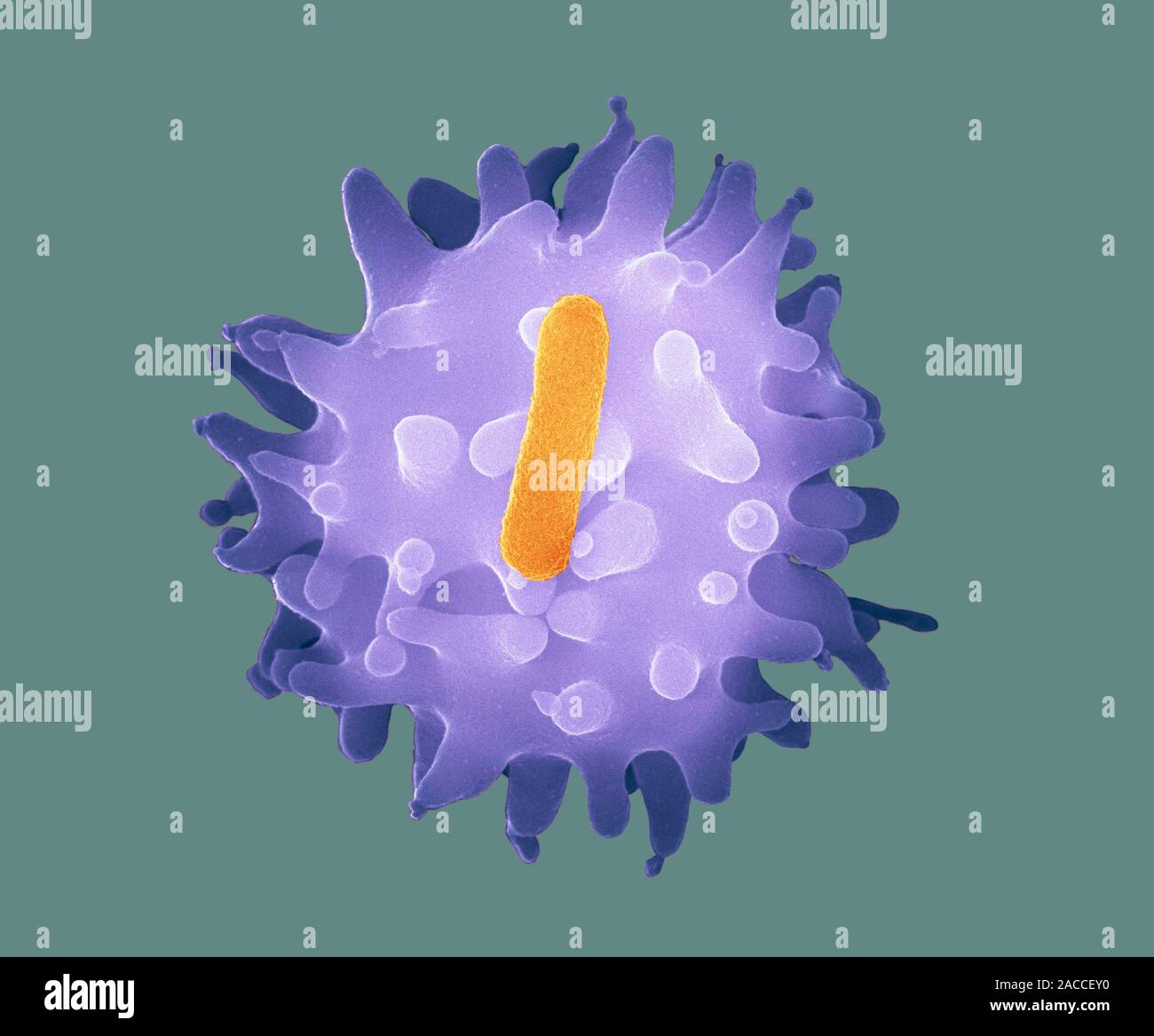 Shigella sp. bacterium. Coloured scanning electron micrograph (SEM) of ...