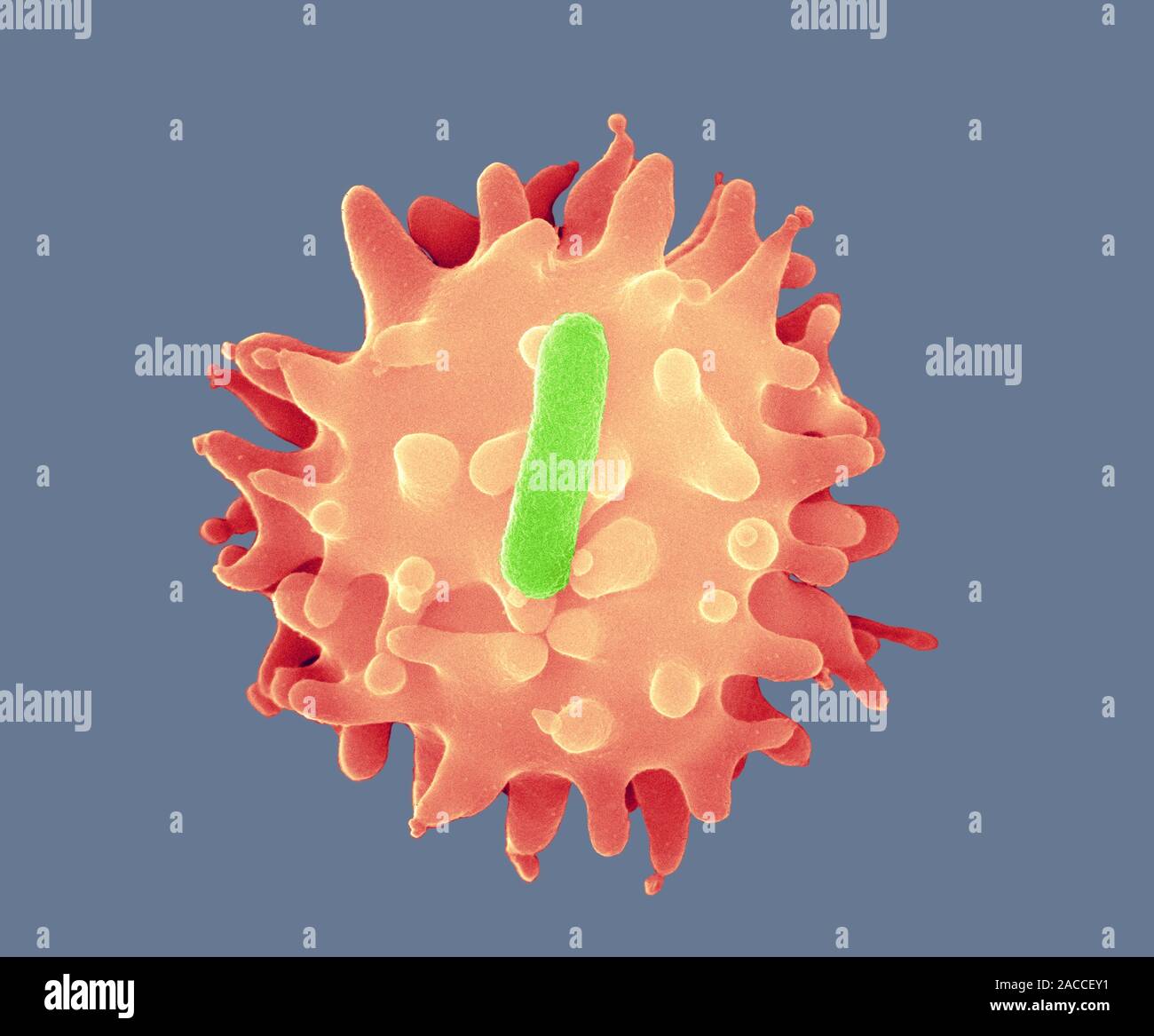 Shigella sp. bacterium. Coloured scanning electron micrograph (SEM) of ...