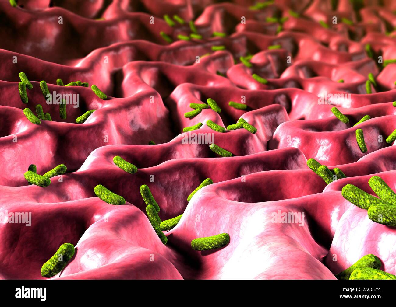 Helicobacter pylori bacteria. Computer artwork of Helicobacter pylori bacteria (green) in the ...