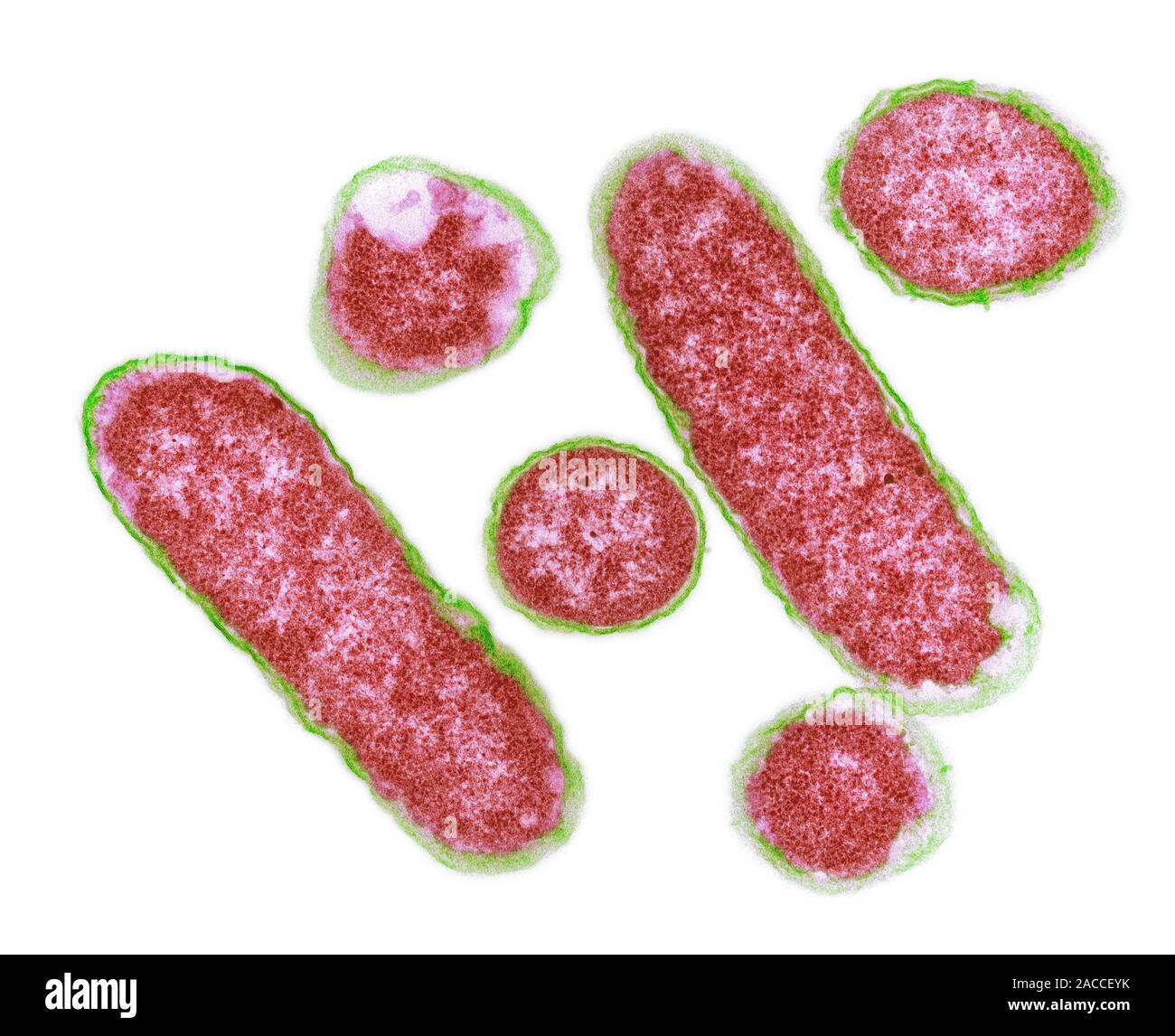 Erwinia Uredovora Bacteria