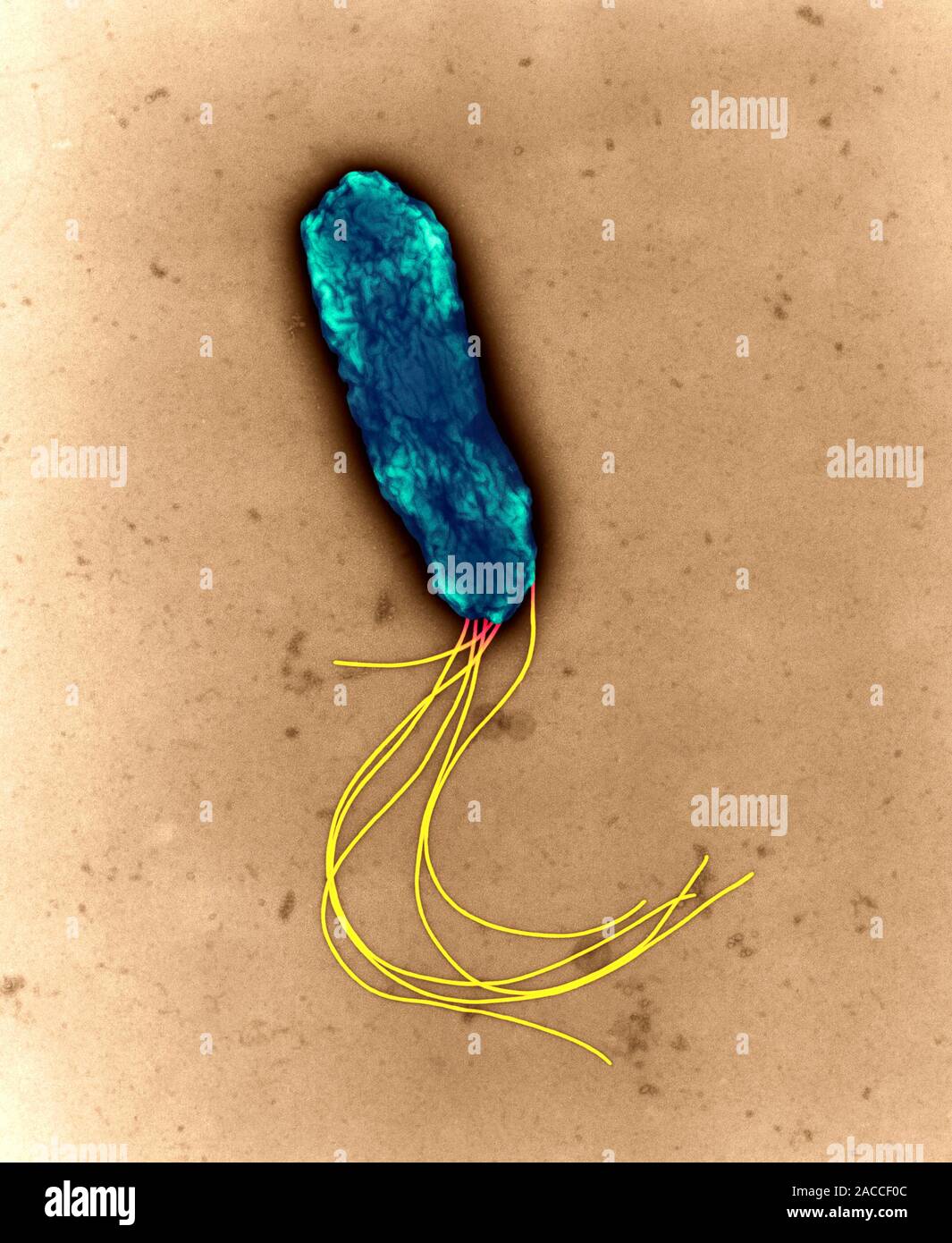 Burkholderia pseudomallei bacterium, coloured transmission electron ...