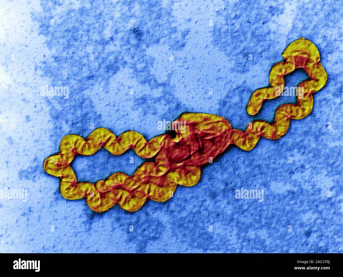Leptospira bacterium, coloured transmission electron micrograph (TEM ...