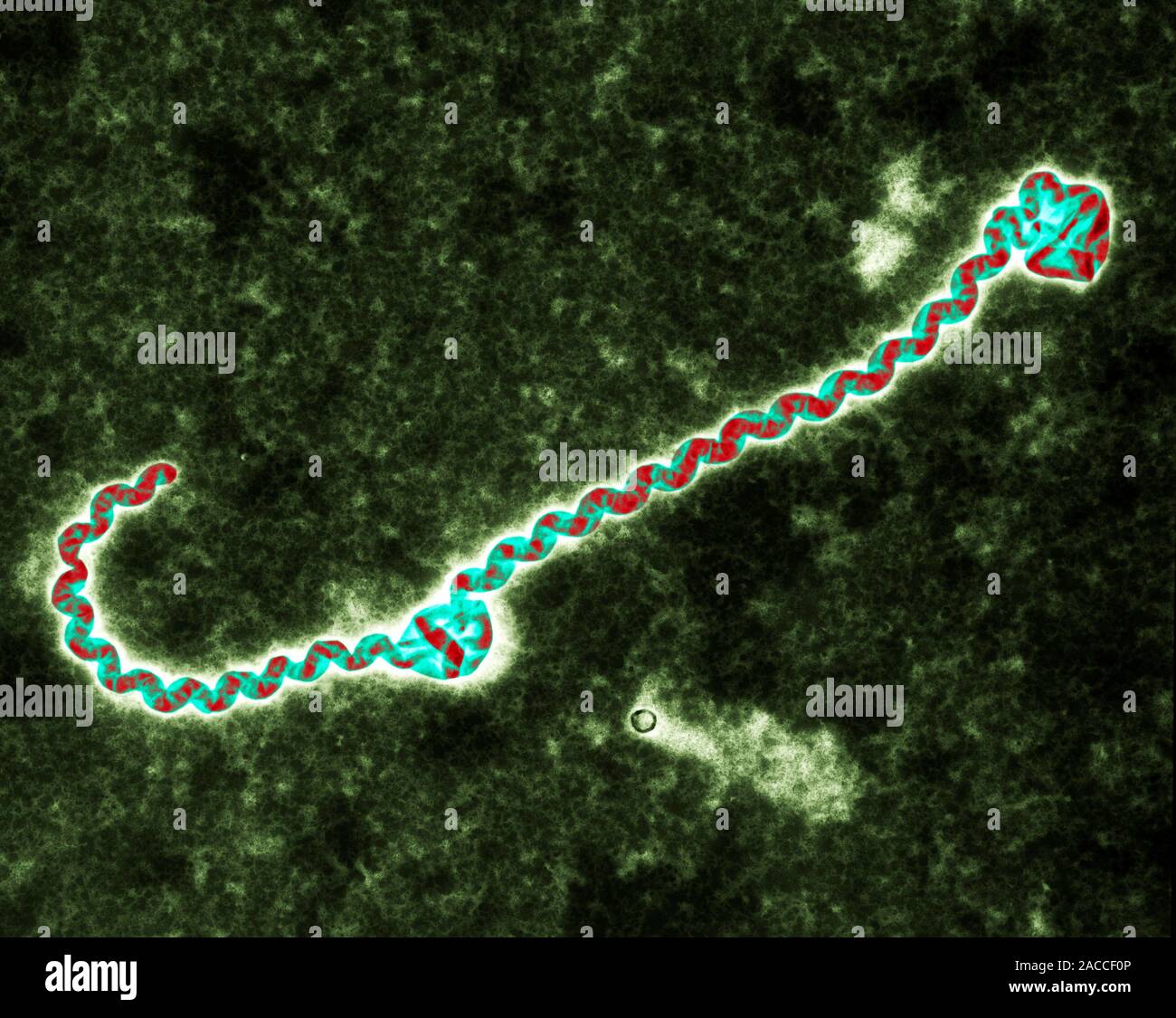 Leptospira bacterium, coloured transmission electron micrograph (TEM ...