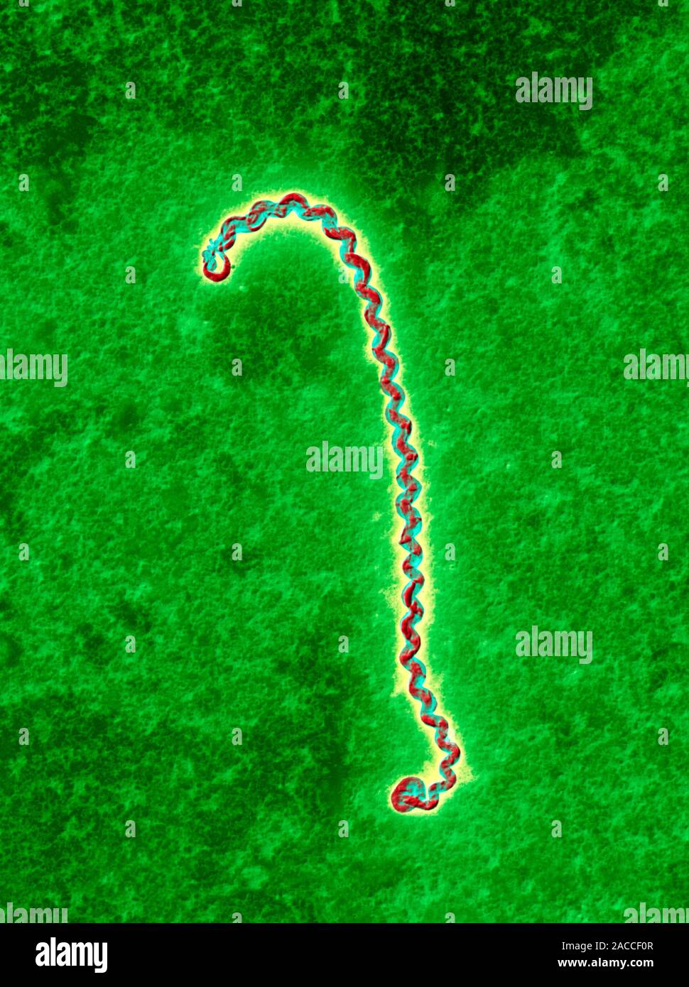 Leptospira bacterium, coloured transmission electron micrograph (TEM ...
