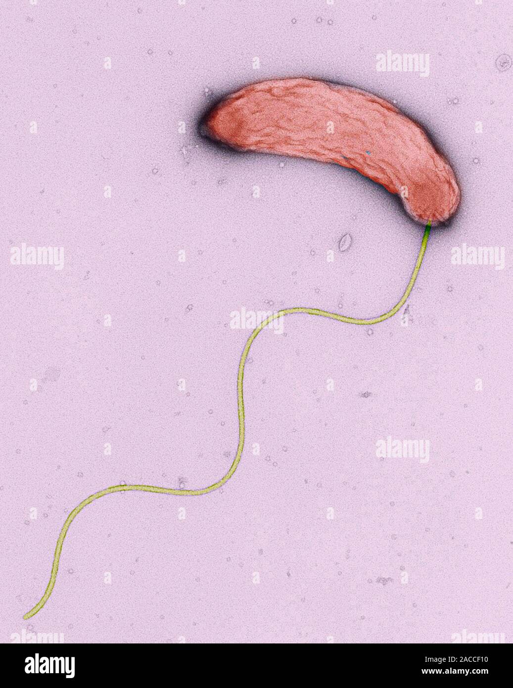 Cholera bacterium. Coloured transmission electron micrograph (TEM) of a ...