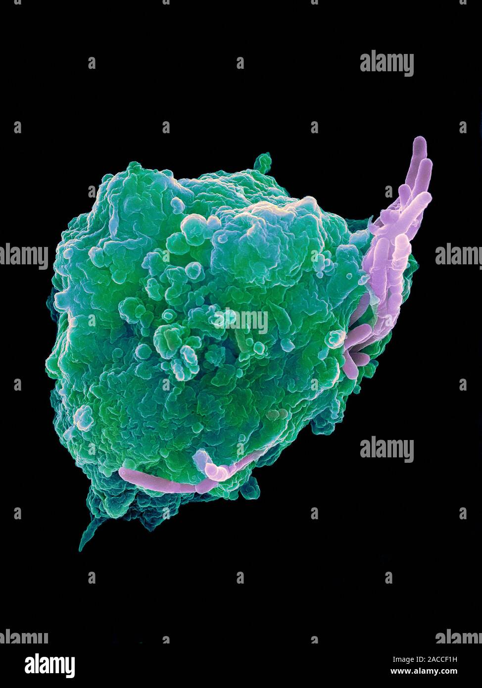 Bacteria infecting a macrophage. Coloured scanning electron micrograph (SEM) of Mycobacterium ...