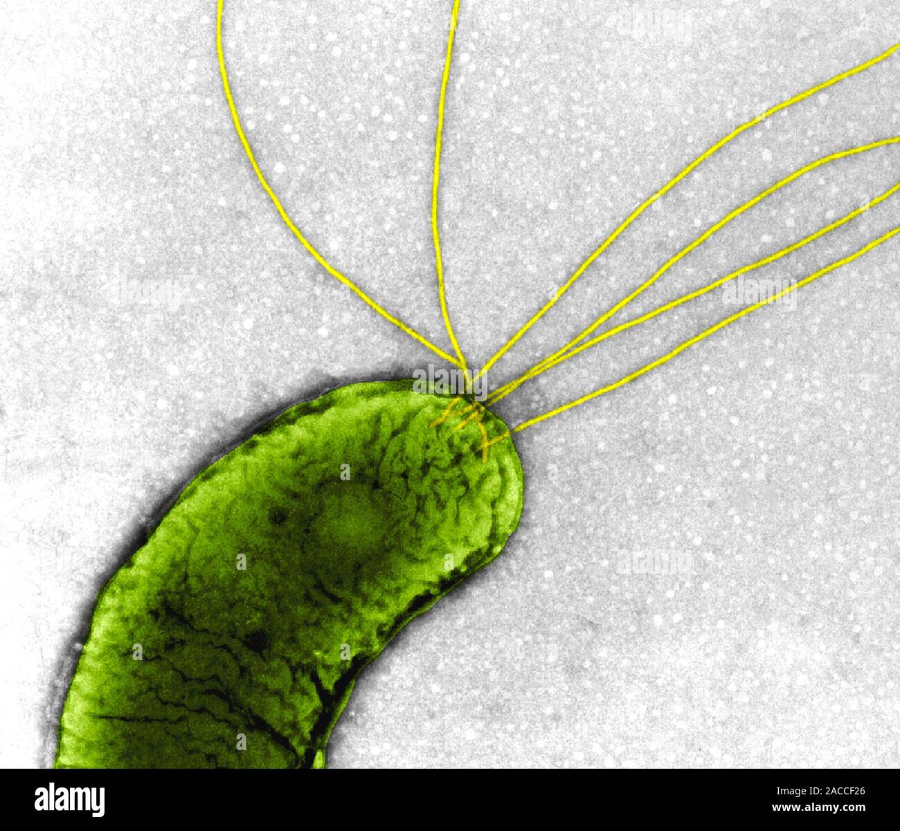 Proteus vulgaris bacterium, coloured transmission electron micrograph ...