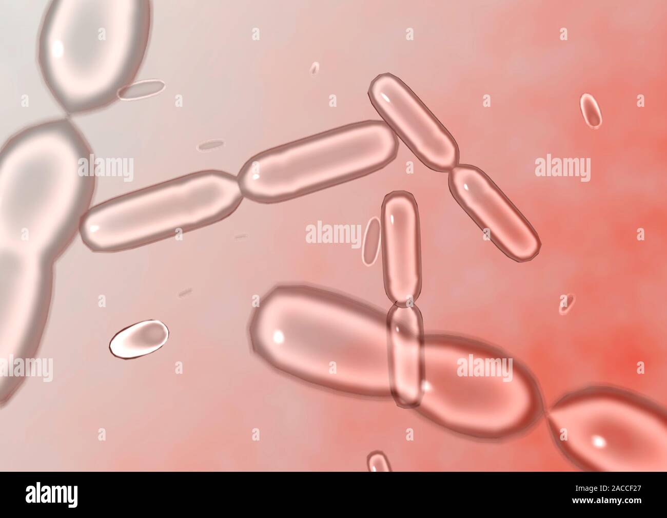 Bacteria dividing, computer artwork Stock Photo - Alamy Bacteria dividing, computer artwork Stock Photo - Alamy
