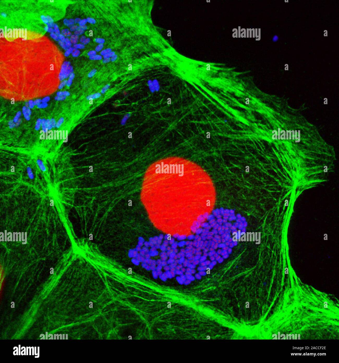 E. coli and Shigella sp. bacteria. Fluorescence confocal light ...