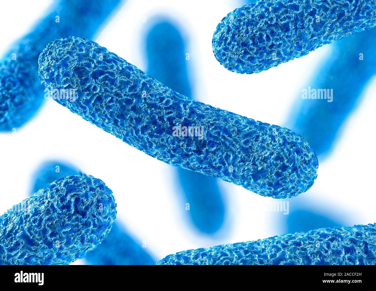 Rod-shaped bacteria. Computer artwork of rod- shaped bacteria (bacilli ...