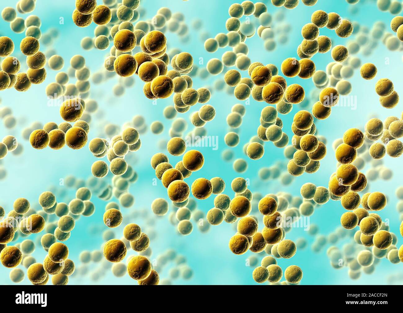 Spherical bacteria. Computer artwork of clumps of spherical bacteria ...
