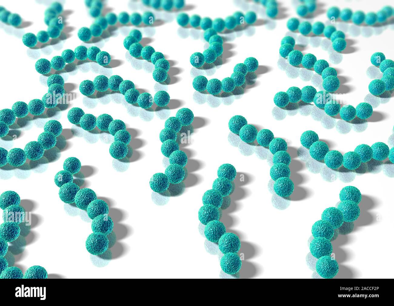 Spherical bacteria. Computer artwork of chains of spherical bacteria ...